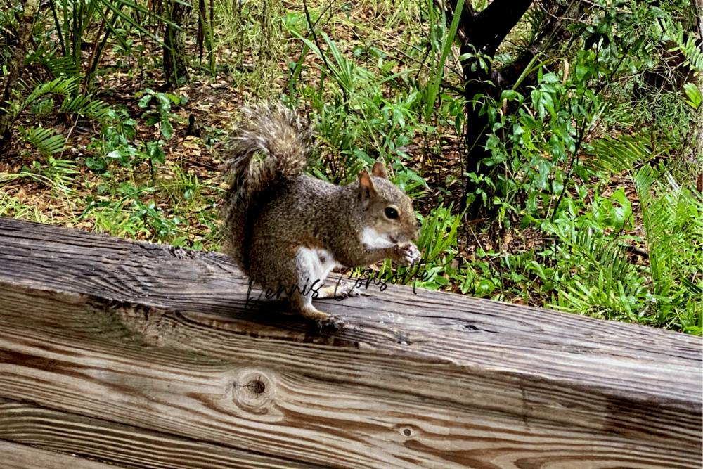 Snack Attack, A Squirrel Living His Best Life - Dennis Consorte