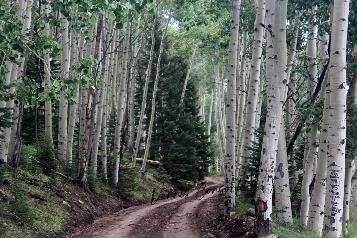 Road Through The Birch - Dennis Consorte